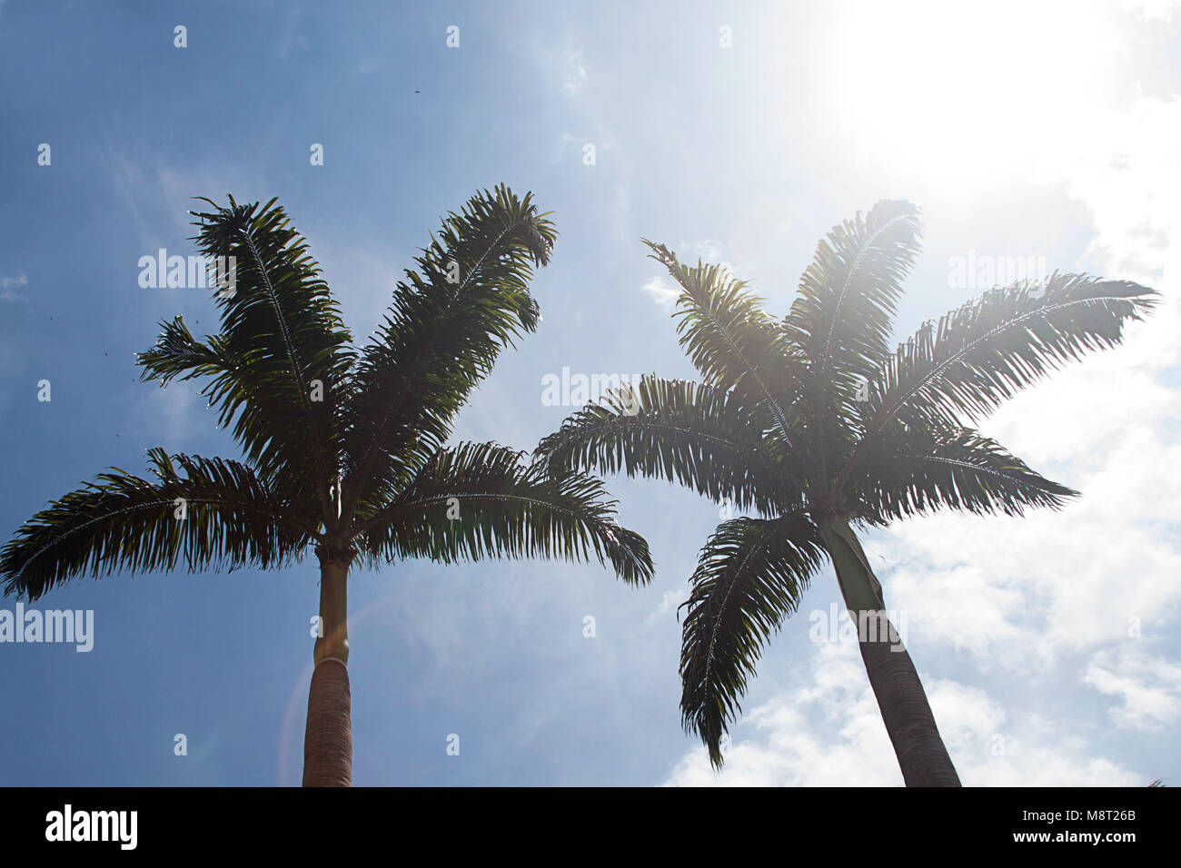 Palm Trees in Caracas, Venezuela Stock Photo - Alamy