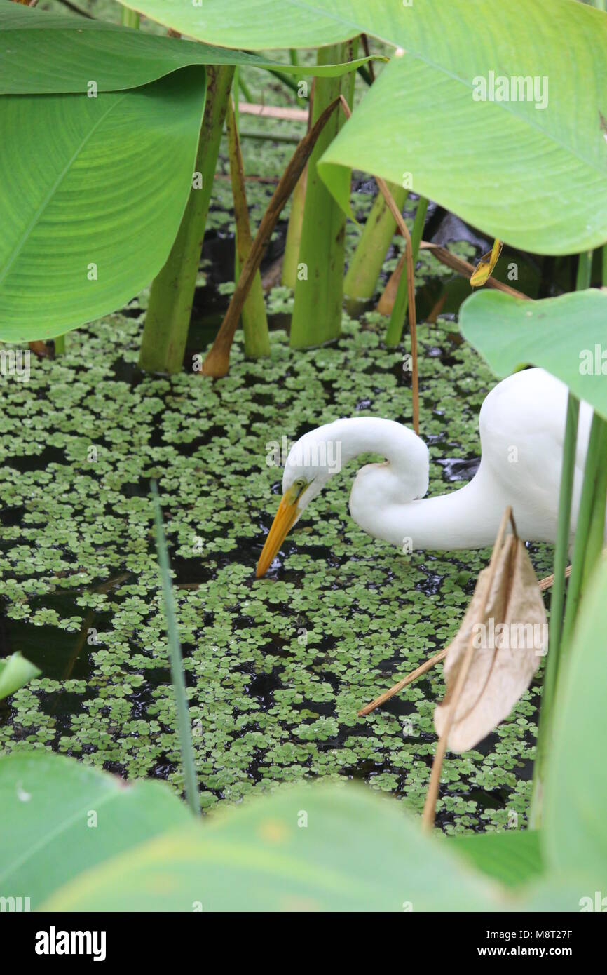 Crane in water hi-res stock photography and images - Alamy