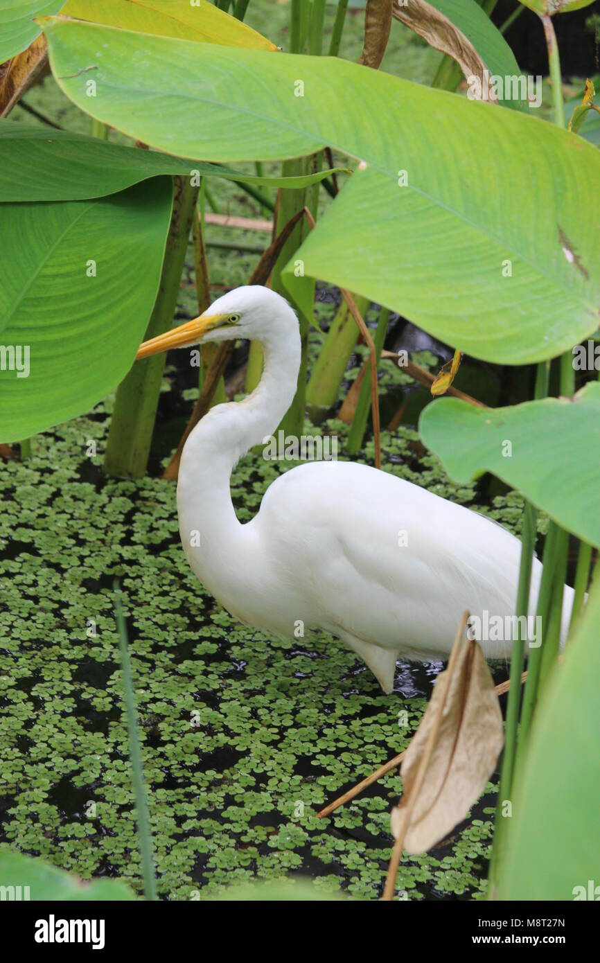 Crane in water hi-res stock photography and images - Alamy
