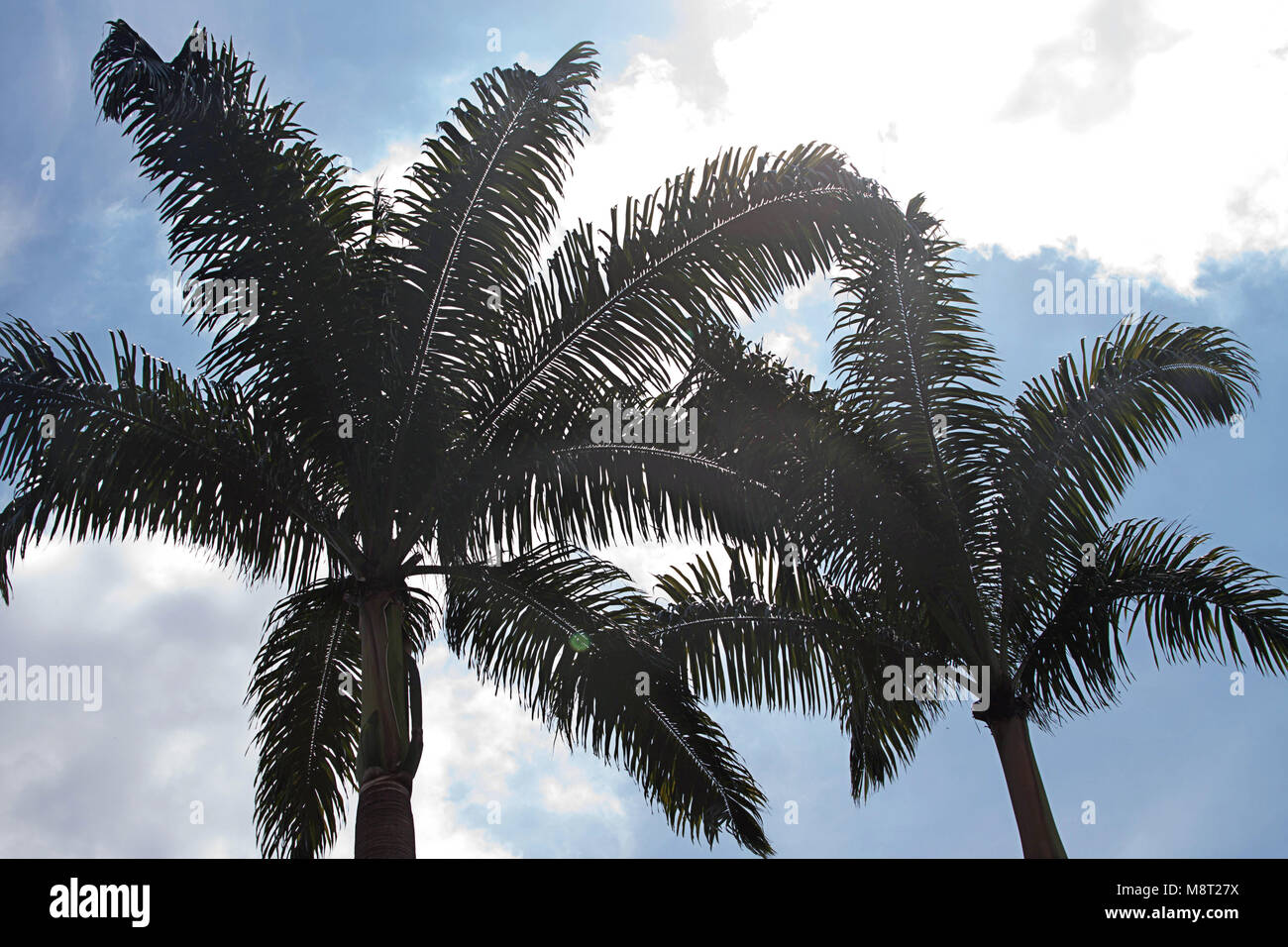 Palm Trees in Caracas, Venezuela Stock Photo - Alamy