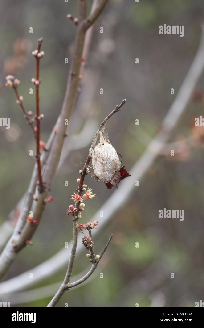 branch in the fall with a cocoon Stock Photo - Alamy