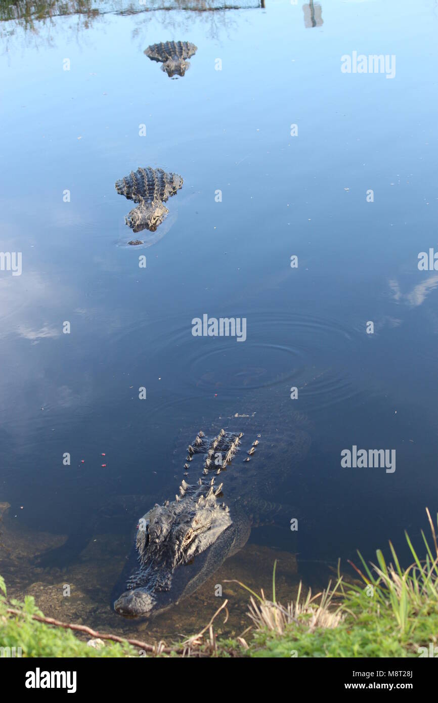three alligators in a pond Stock Photo - Alamy