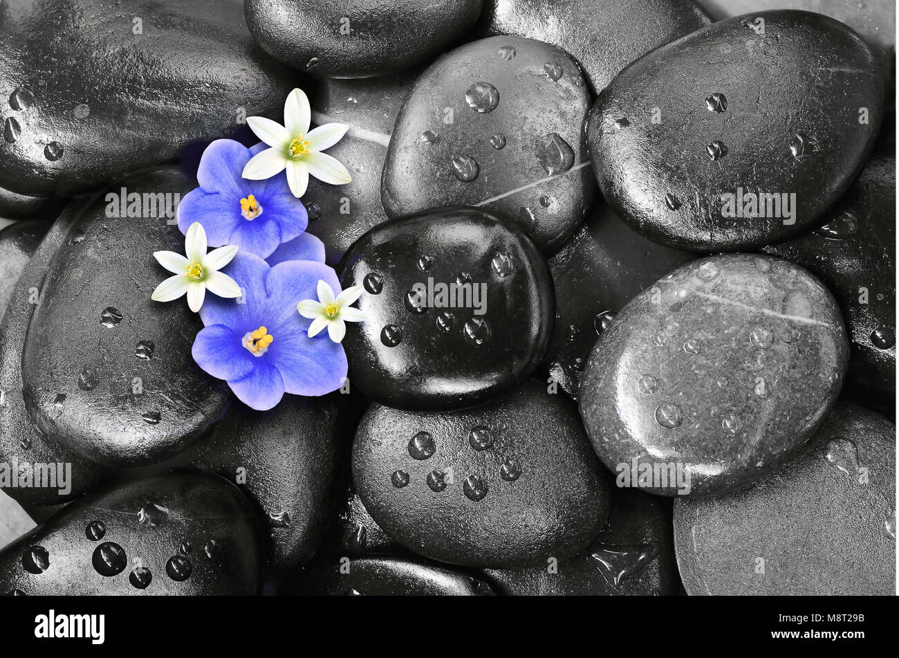Set of violet and white flowers on pebble. Spa concept Stock Photo - Alamy