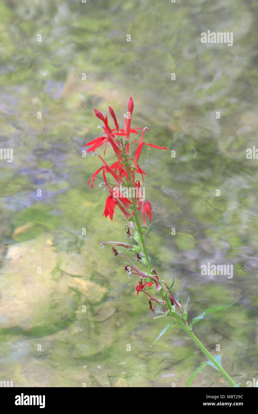 cardinal flower over water Stock Photo - Alamy