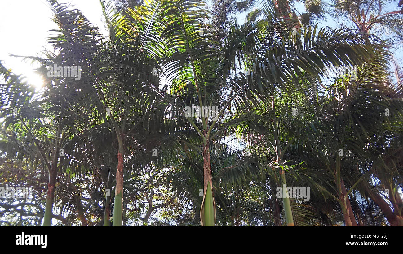 Palm Trees in Caracas, Venezuela Stock Photo - Alamy