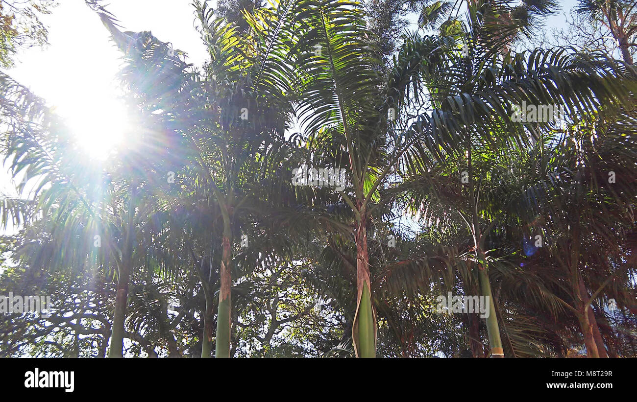 Palm Trees in Caracas, Venezuela Stock Photo - Alamy