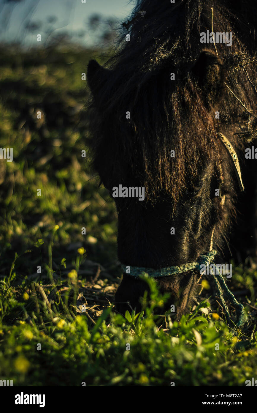 Sunlight my little pony hi-res stock photography and images - Alamy