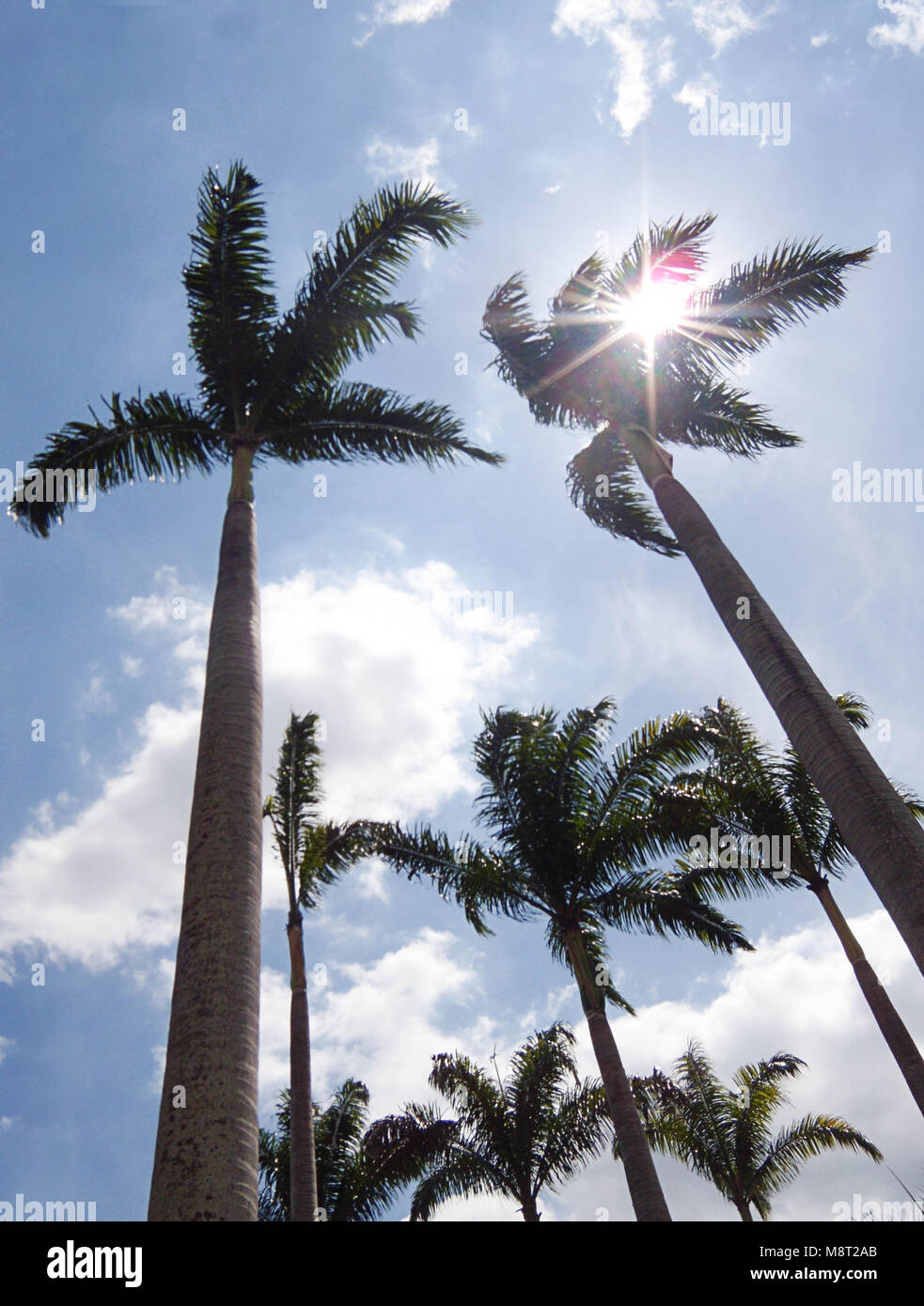 Palm Trees in Caracas, Venezuela Stock Photo - Alamy