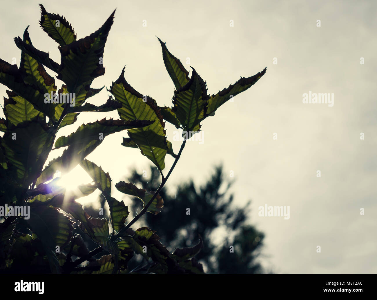 Sunlight filtering leaves branches hi-res stock photography and images ...