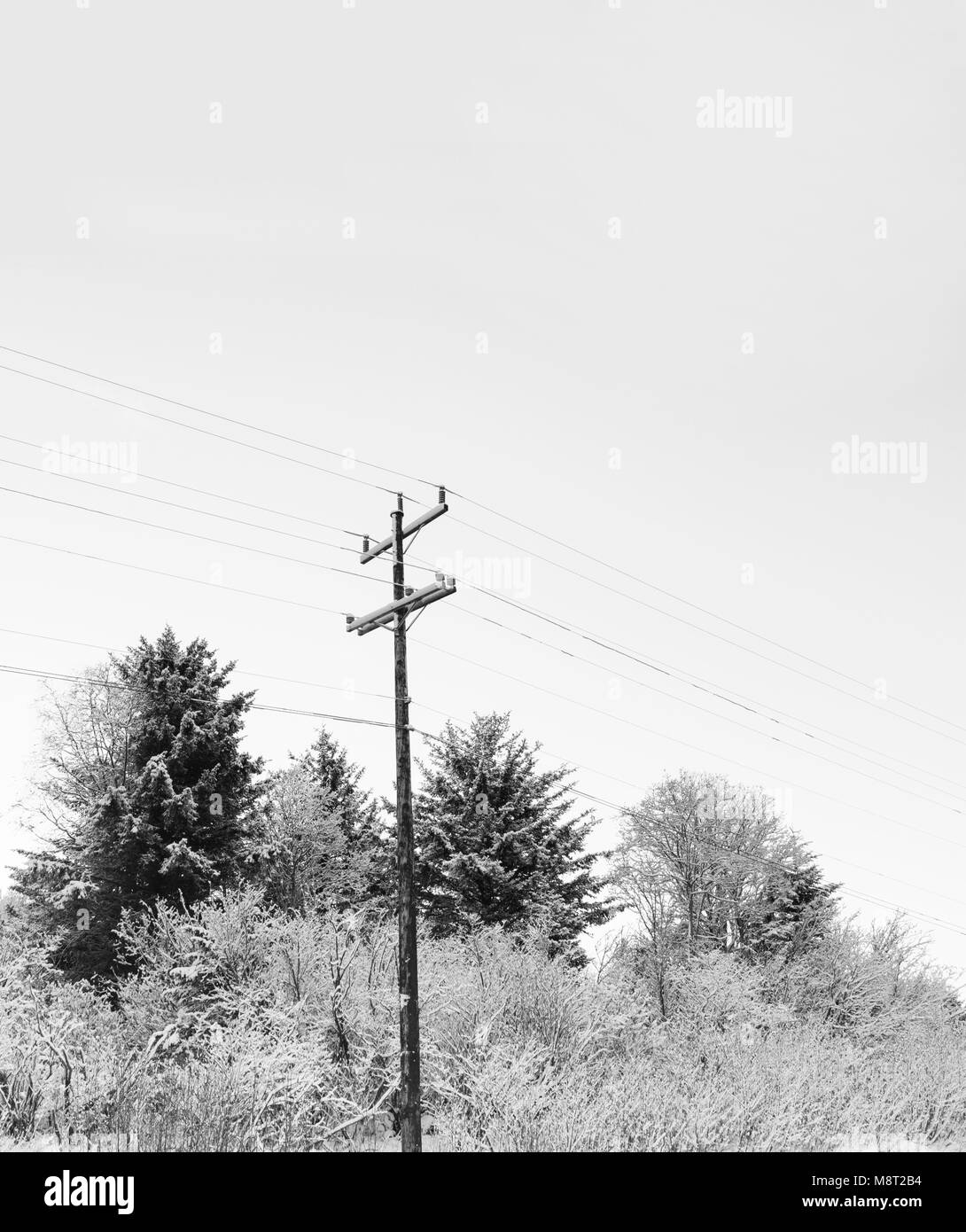 Power lines with frosty trees on a winter day in black and white Stock ...