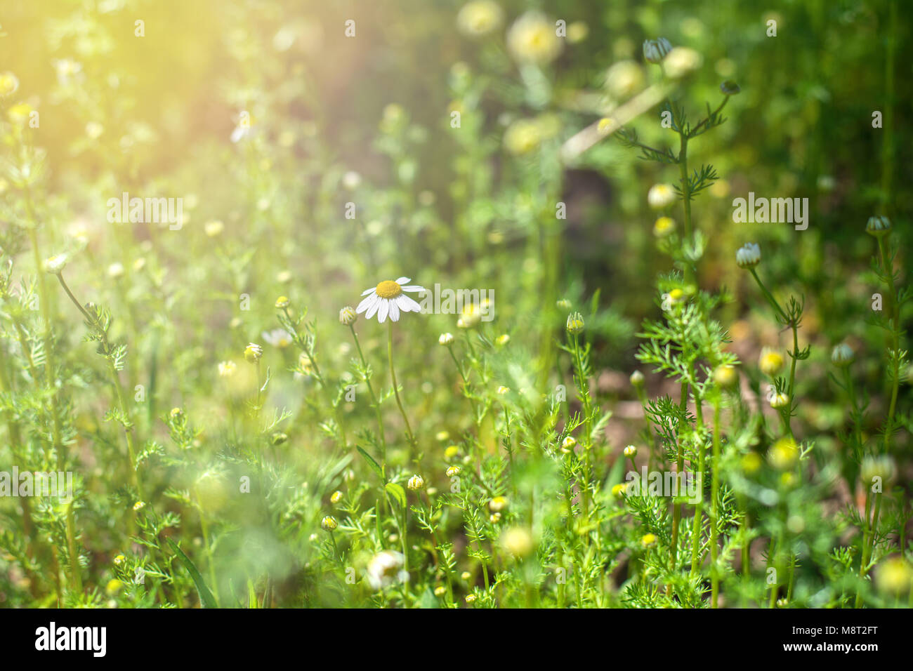 Pharmacy daisy drug. Daisies in a meadow. Closeup chamomiles Stock ...