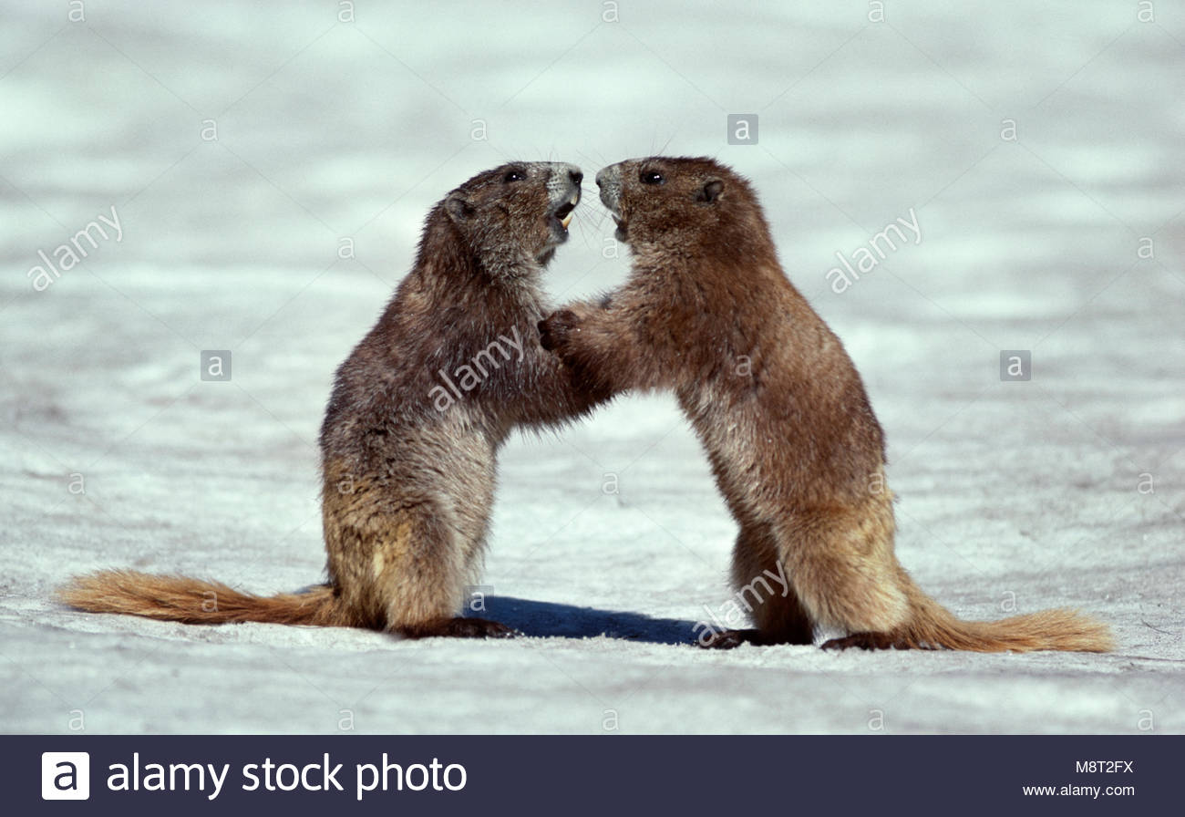 Marmota Olympus Stock Photos & Marmota Olympus Stock Images - Alamy