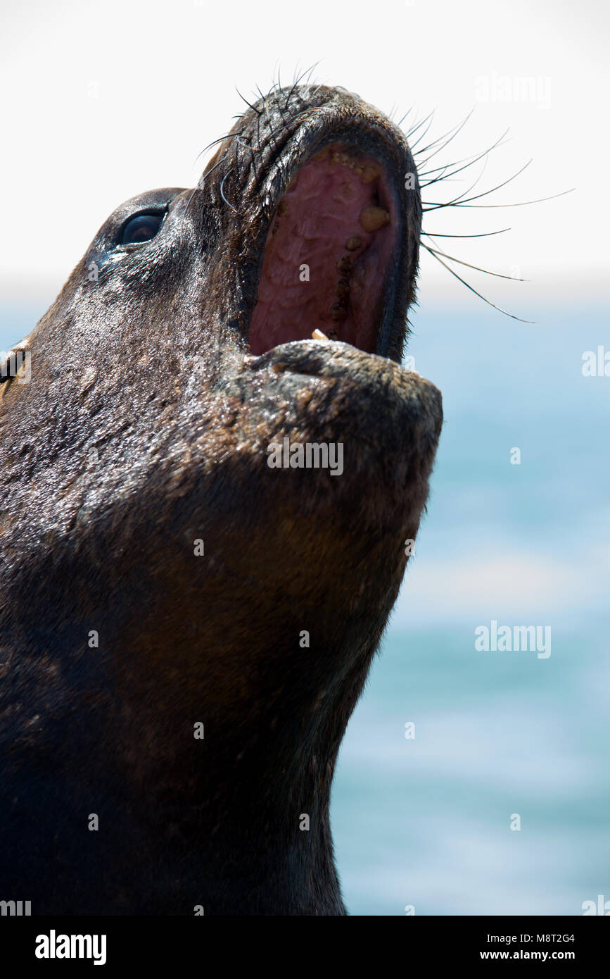 Portrate lion hi-res stock photography and images - Alamy