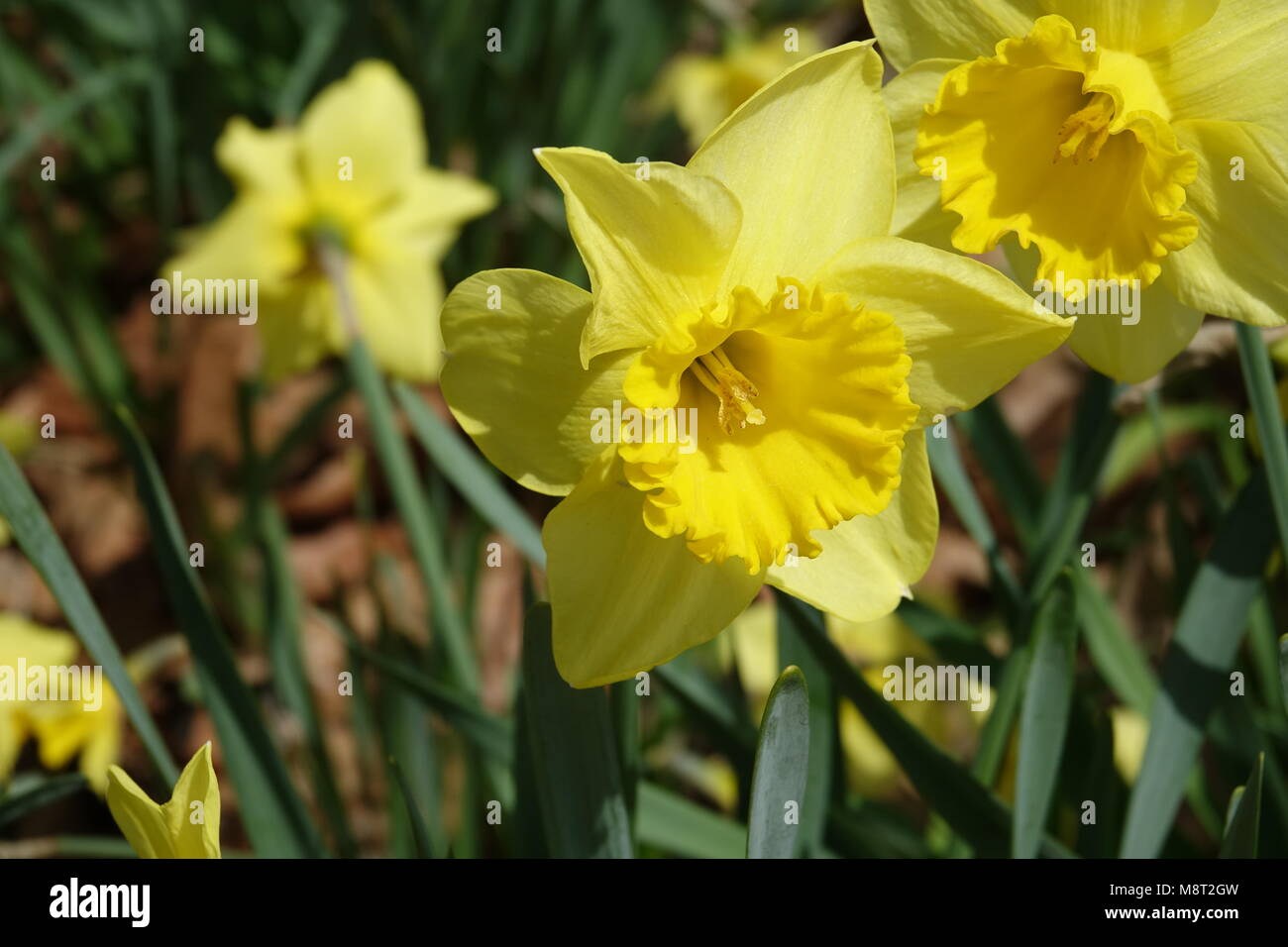 Easter Lilies or Daffodils are a beautiful spring flower are symbol of ...