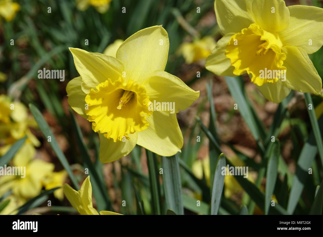Easter Lilies or Daffodils are a beautiful spring flower are symbol of ...