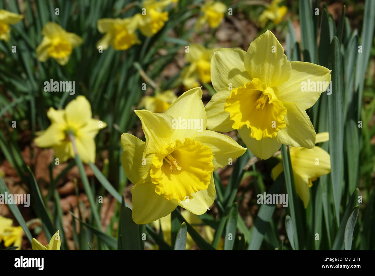 Easter Lilies or Daffodils are a beautiful spring flower are symbol of ...