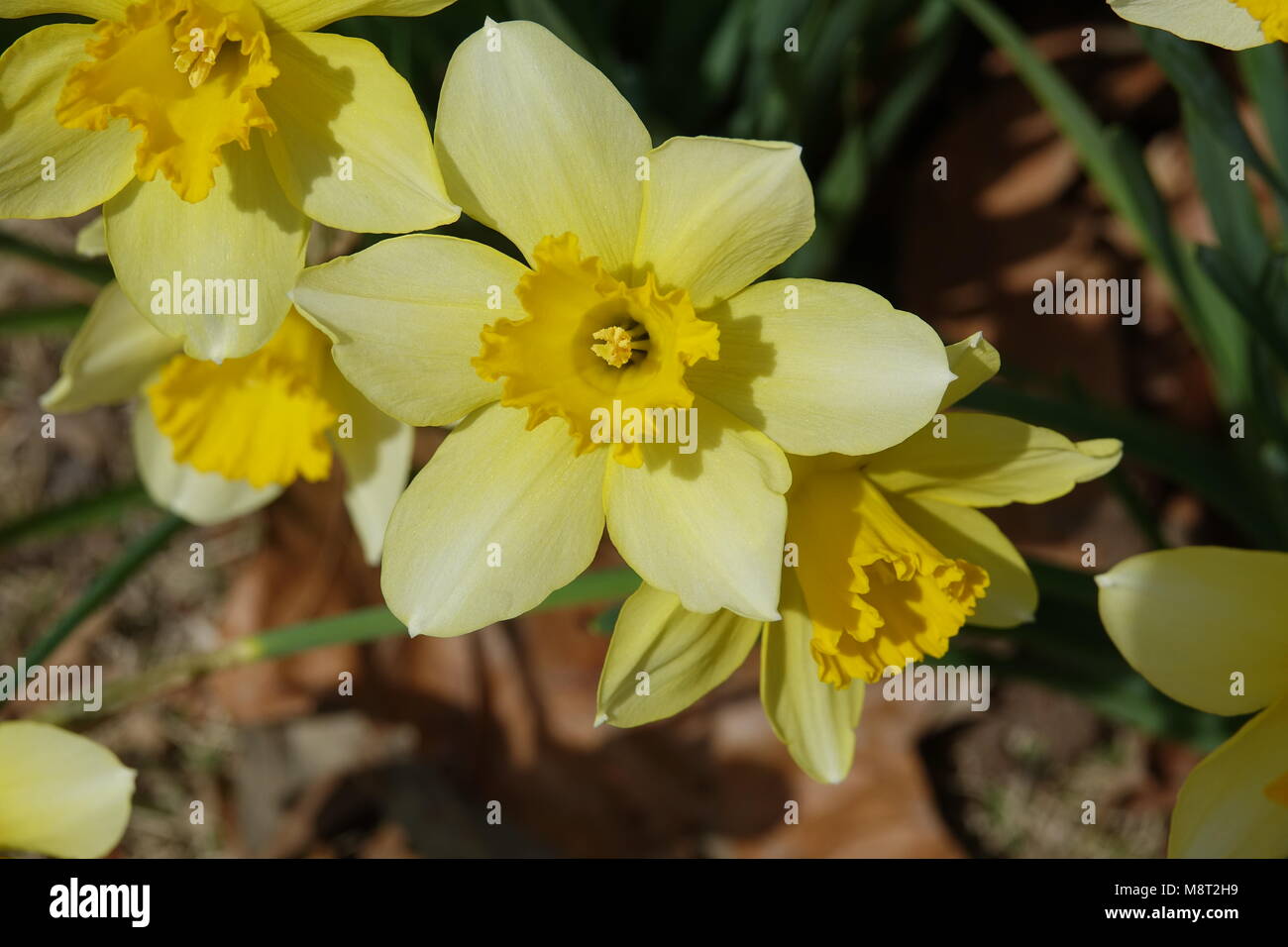 Easter passover flowering hi-res stock photography and images - Alamy