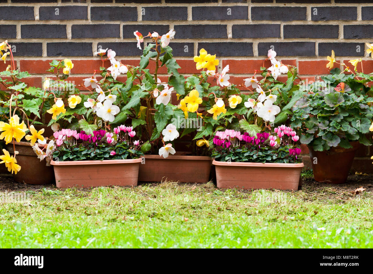 Seamless yellow grass pattern hi-res stock photography and images - Alamy