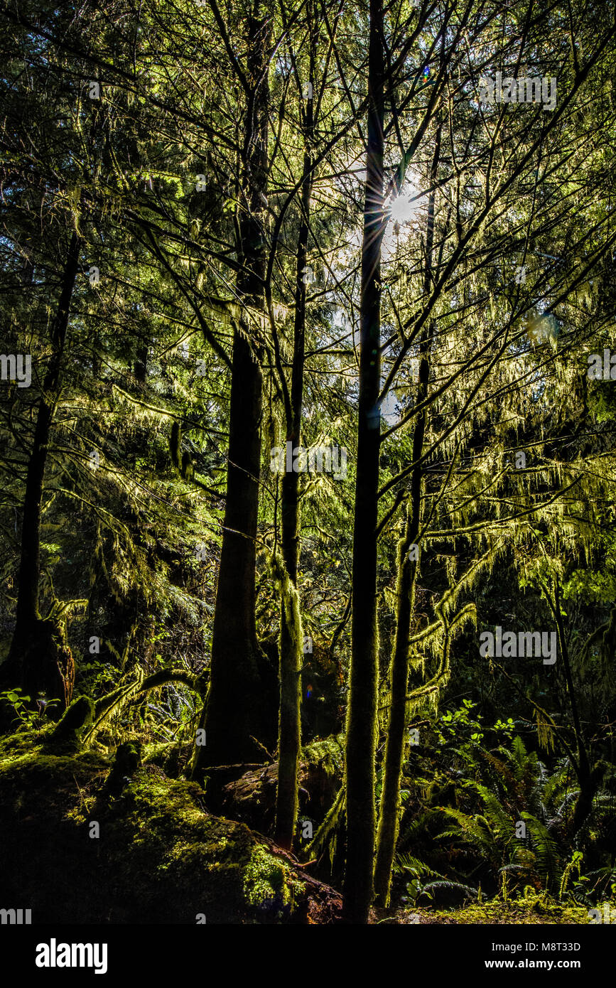 Old Growth Trees, Cannon Beach, Oregon Stock Photo - Alamy