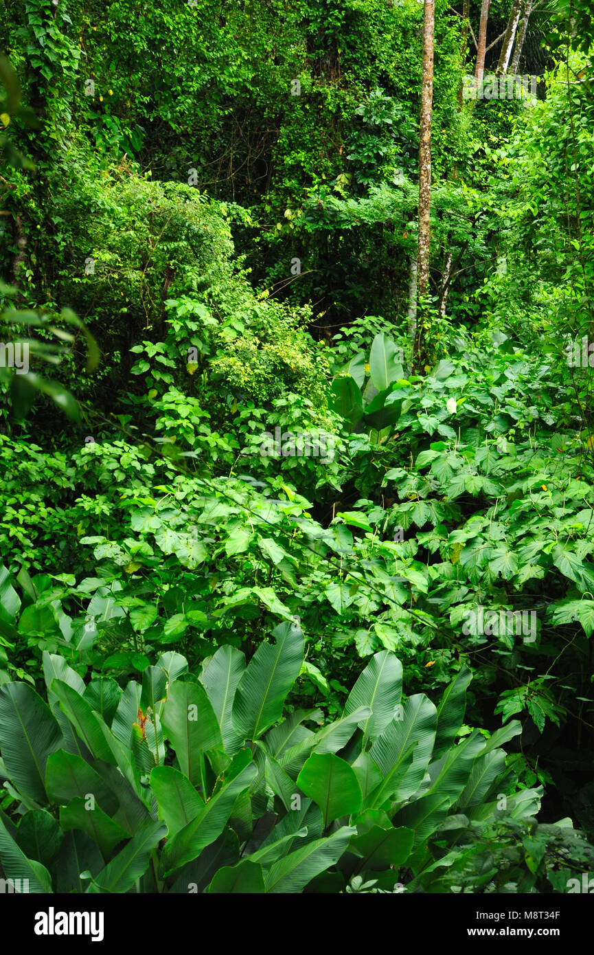 Lush, tropical plant life surround the rainforest hiking trail at the ...