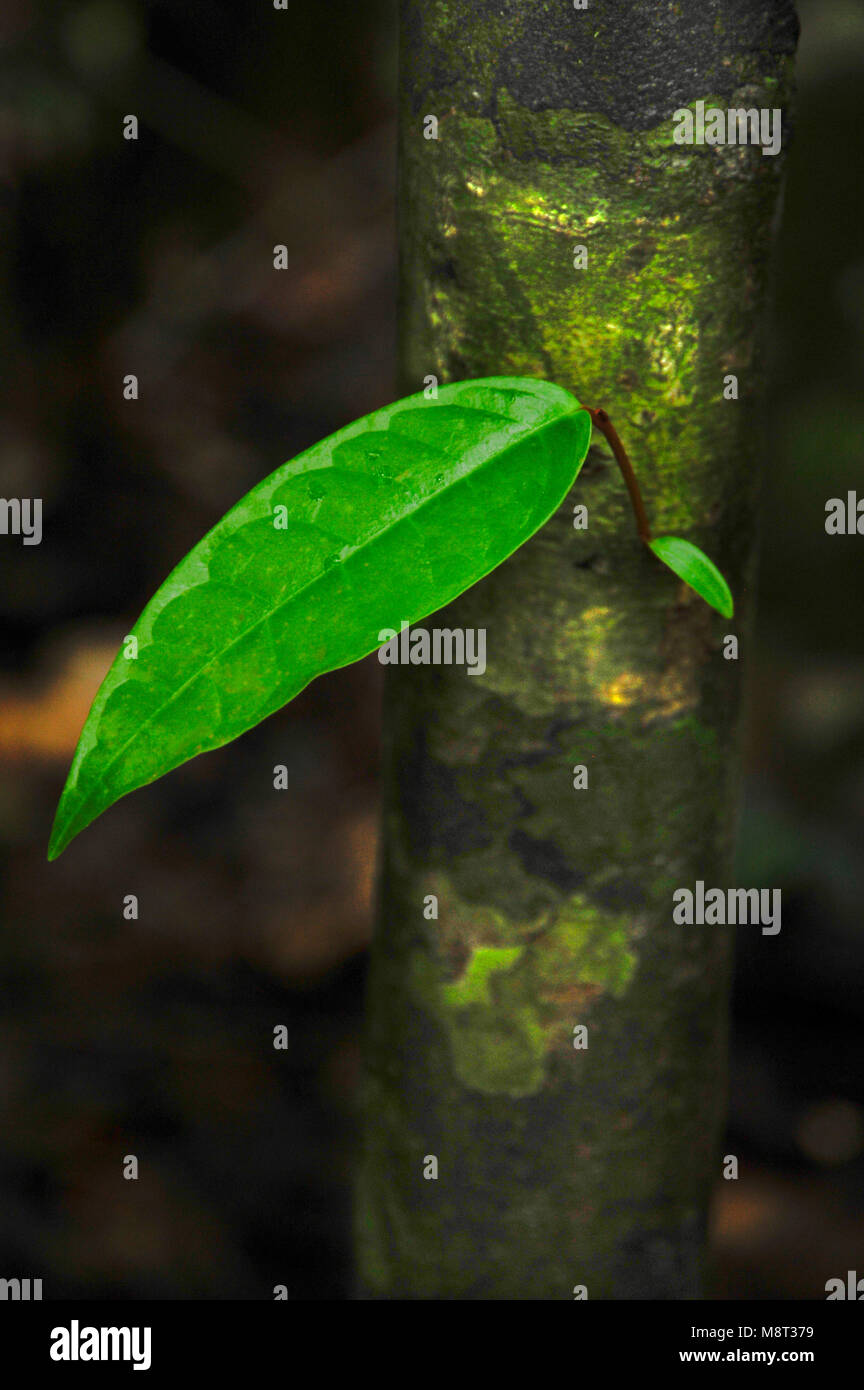 A single leaf highlights the beauty of a tree trunk along a hiking ...