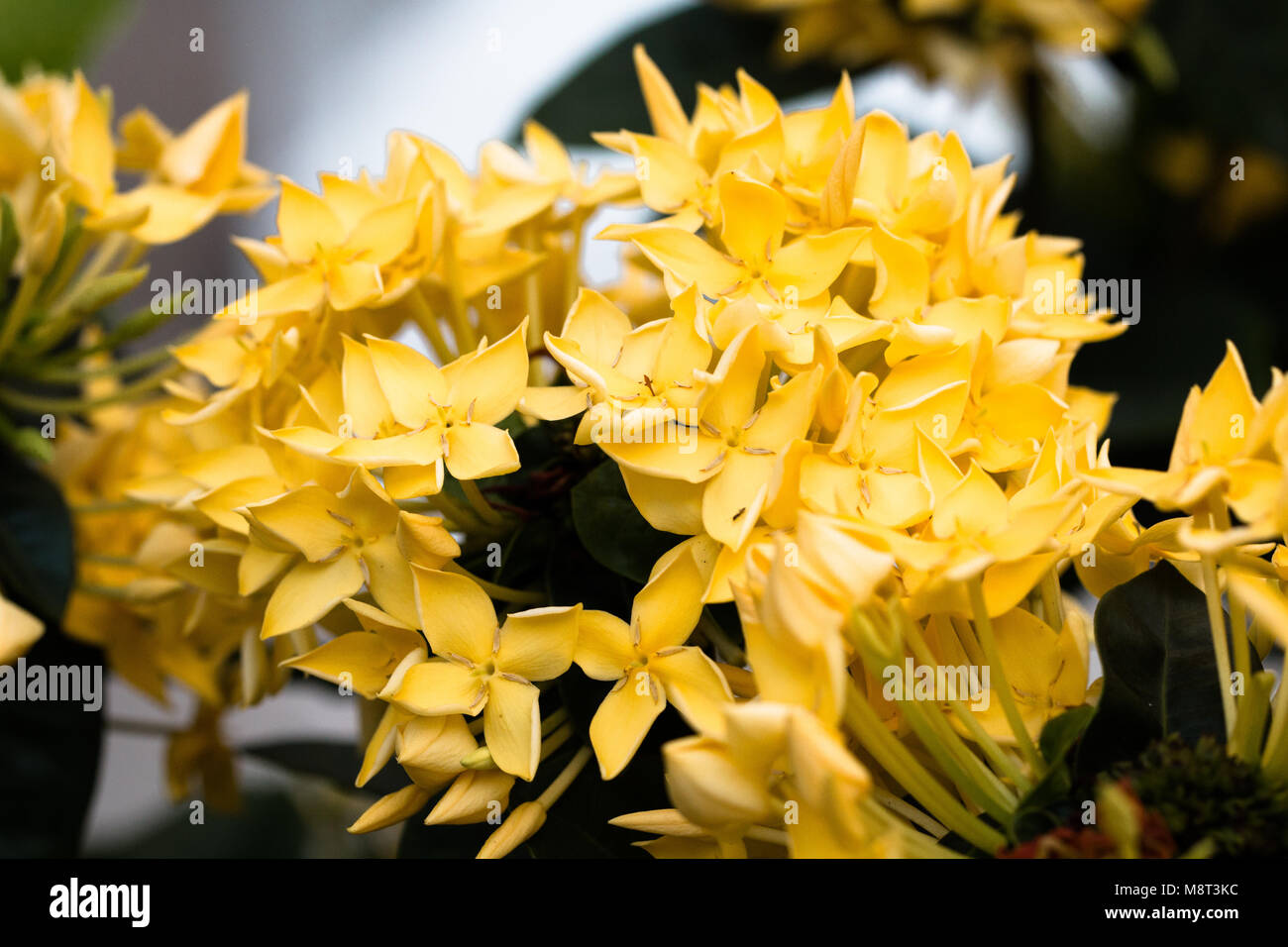 Yellower flower hi-res stock photography and images - Alamy