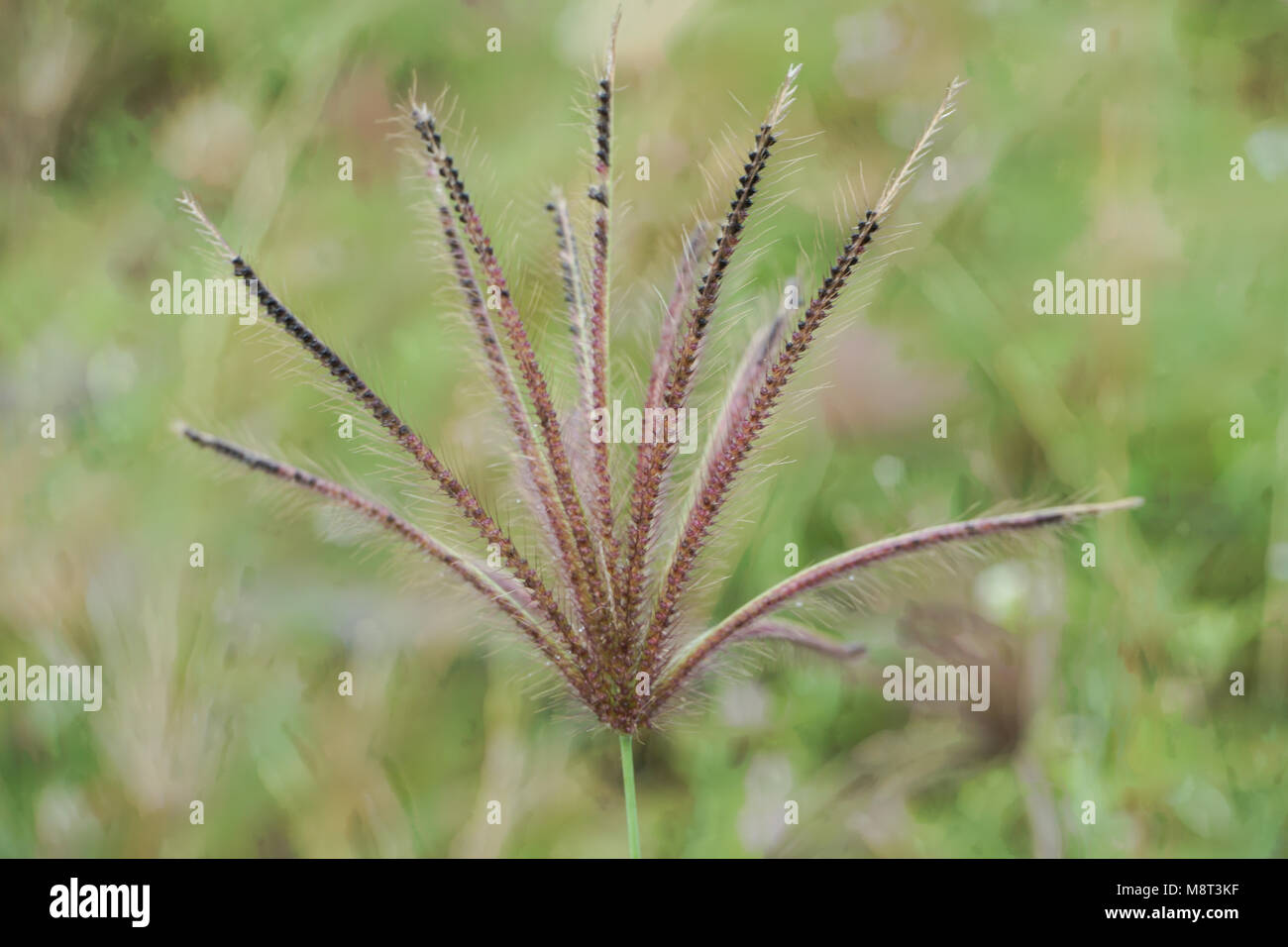 Grass in the garden Stock Photo - Alamy