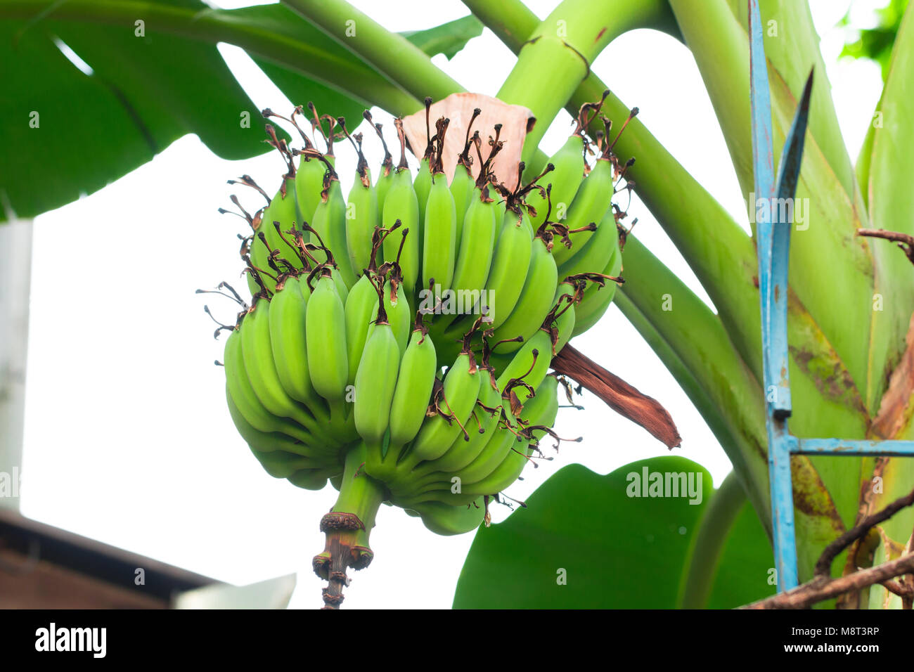 Cavendish banana tree hi-res stock photography and images - Alamy
