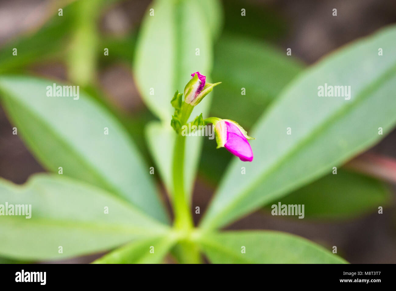 pink small flowers isolate on blackground in sping sumer,front view ...