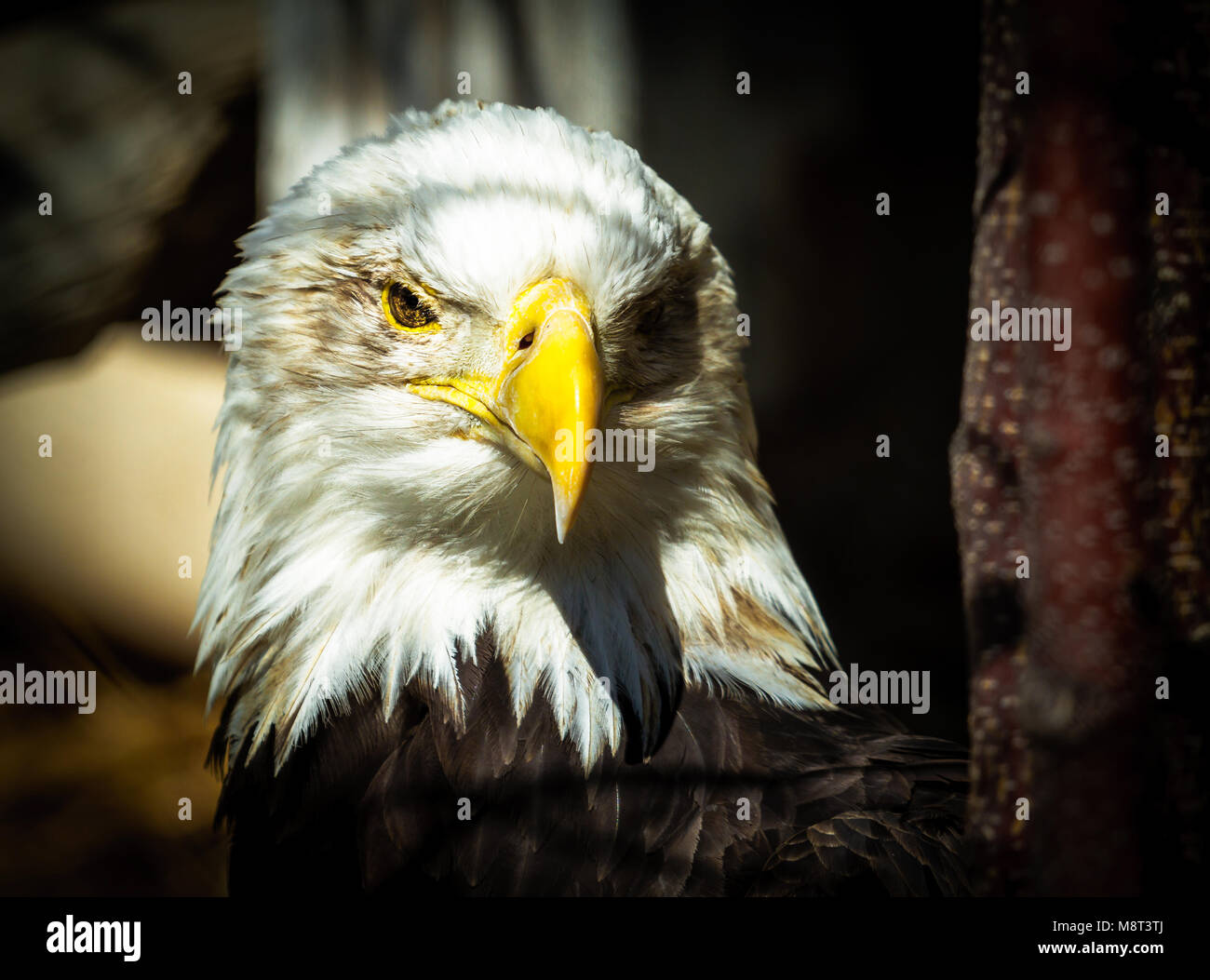 Caged american eagle hi-res stock photography and images - Alamy