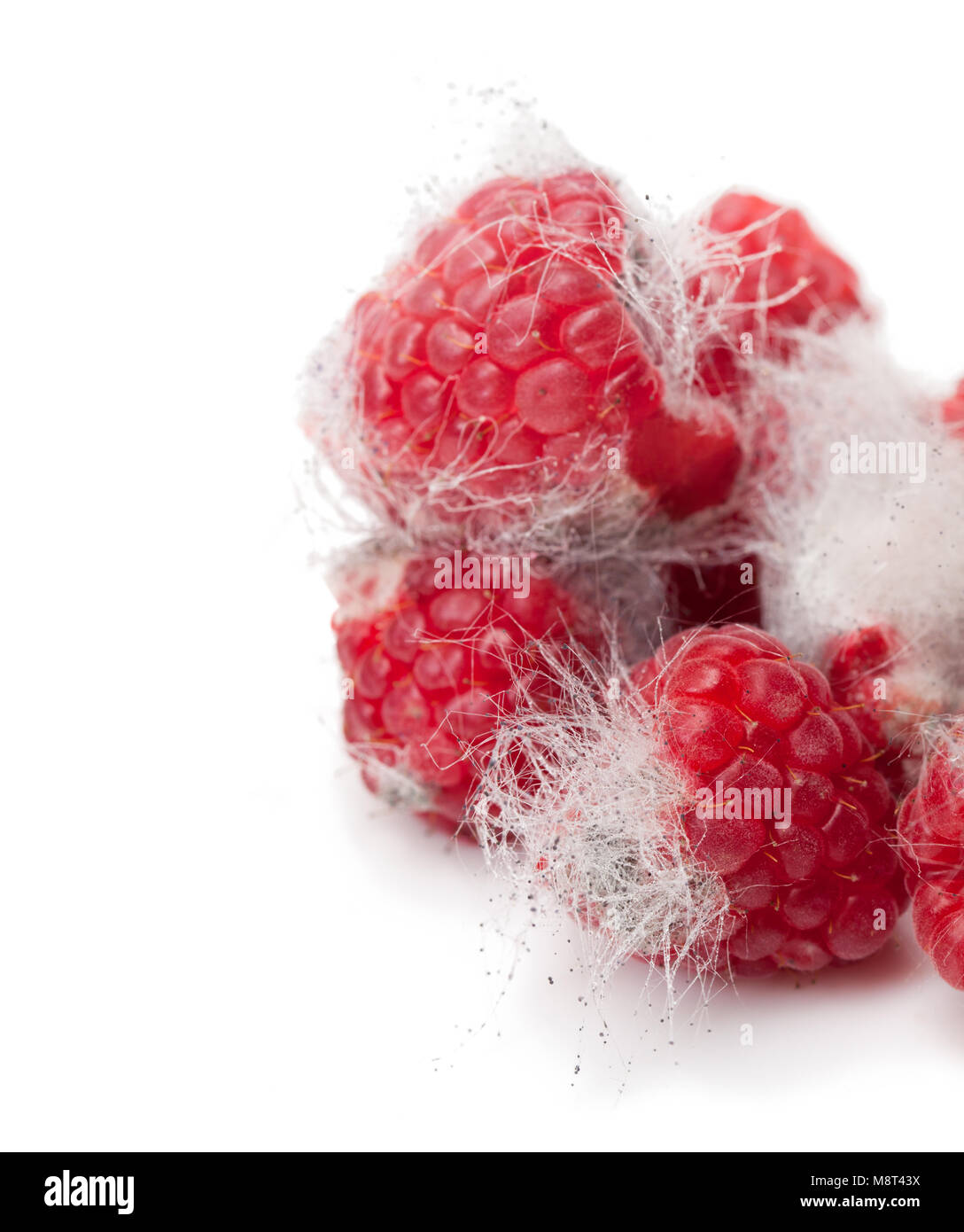 Rotten raspberries hi-res stock photography and images - Alamy