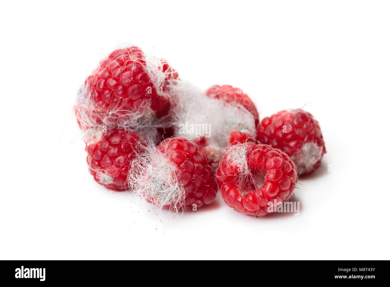 Mold on raspberries hi-res stock photography and images - Alamy