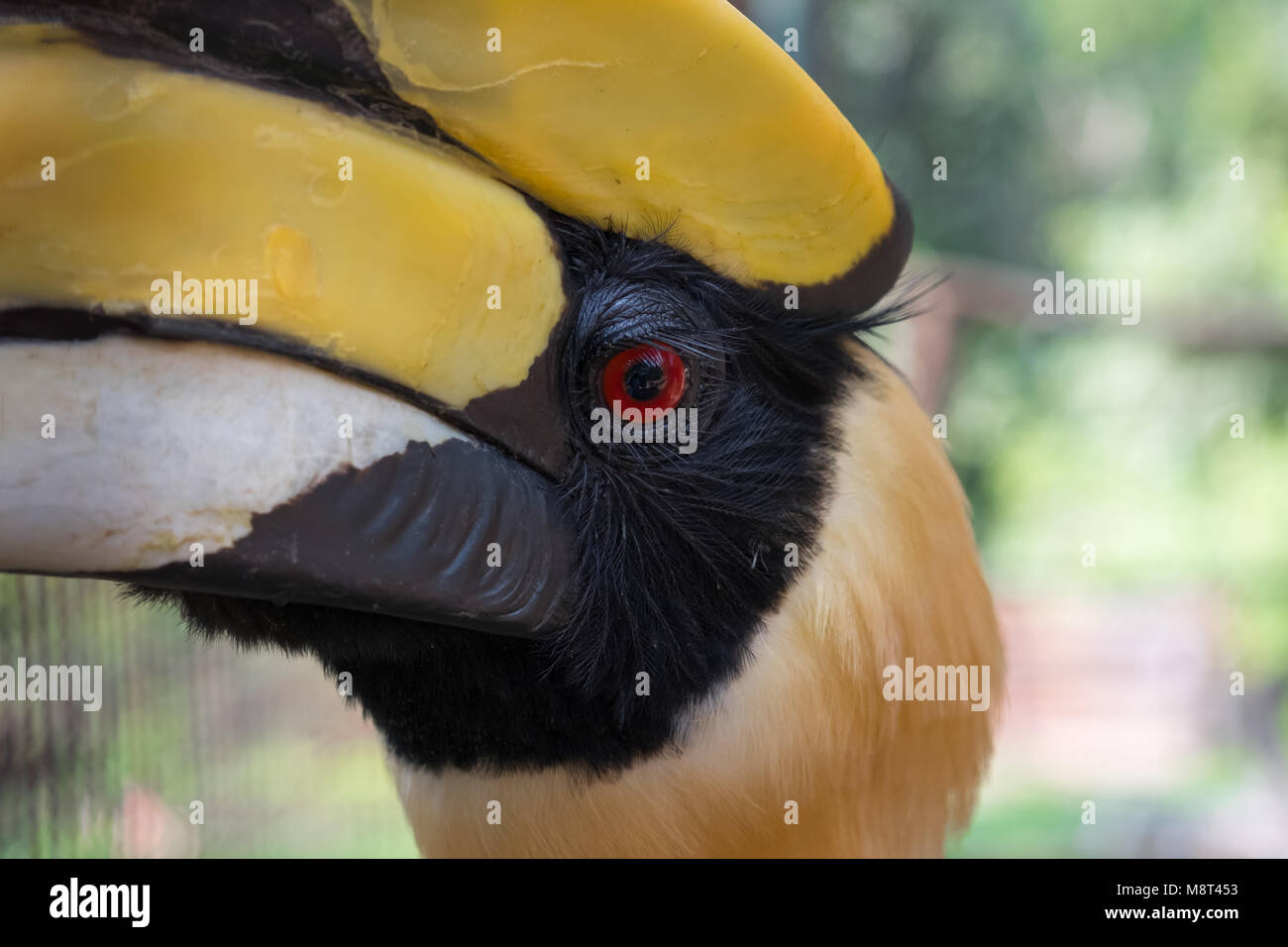 Amazon rain forest beetle hi-res stock photography and images - Alamy