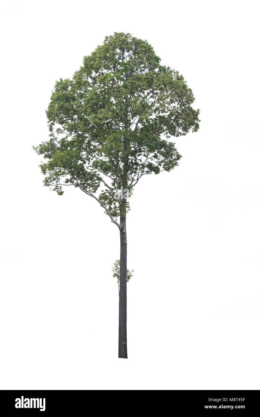 Big tree with green leaves isolated over white background Stock Photo ...