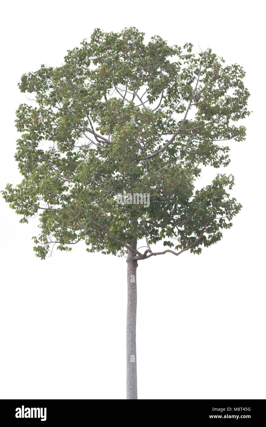 Big tree with green leaves isolated over white background Stock Photo ...