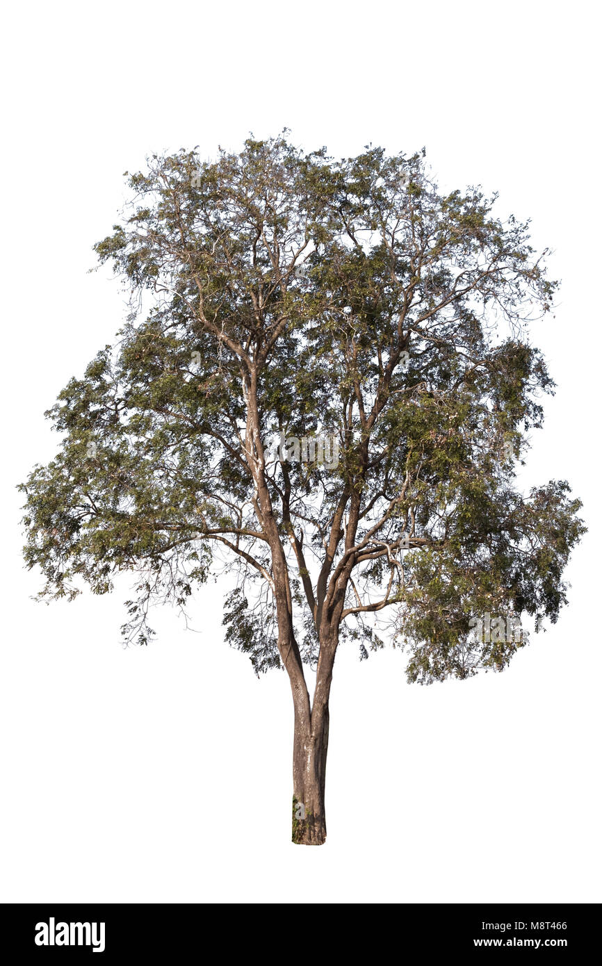 Big tree with green leaves isolated over white background Stock Photo ...