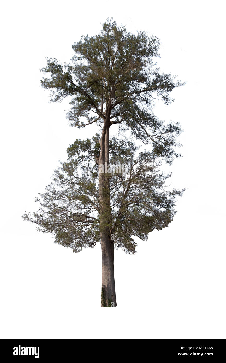 Big tree with green leaves isolated over white background Stock Photo ...