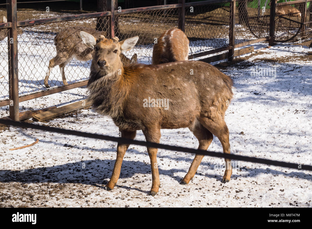 A young spotted deer in the zoo of the Chinese city of the northern ...