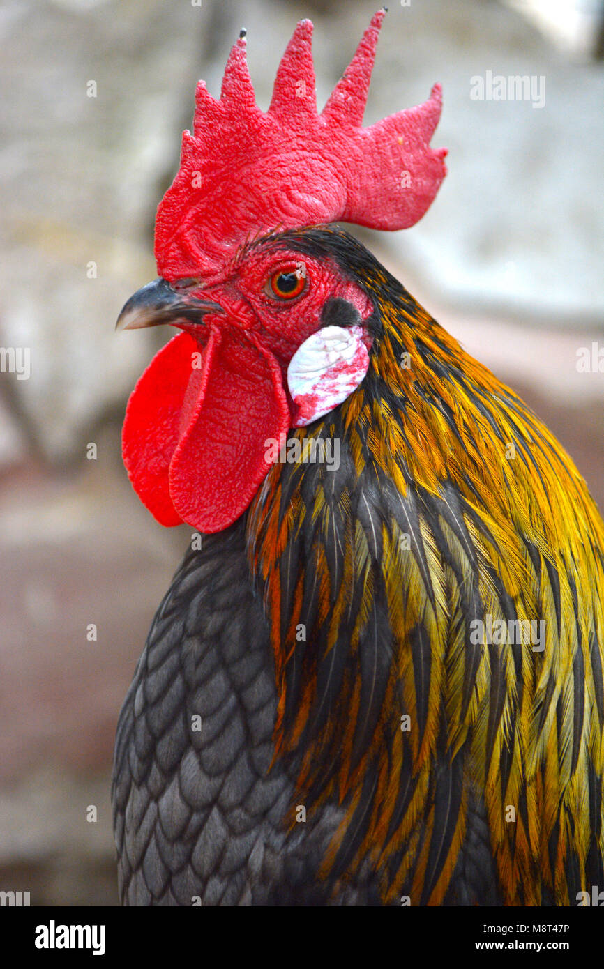 Andalusian Rooster Cackling. Portrait Andalusian Rooster purebred Stock ...
