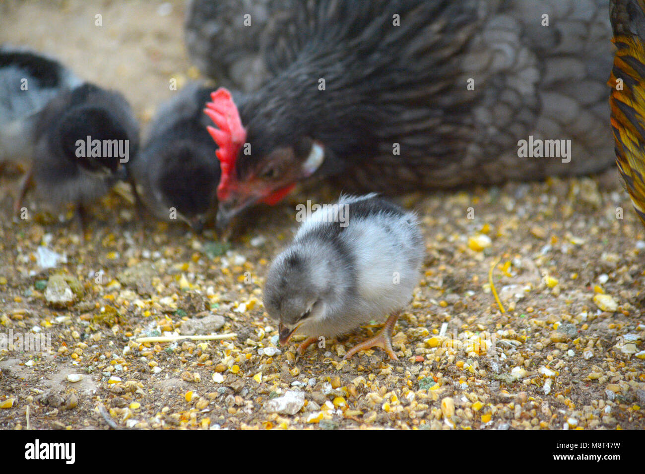 Newborn Chicken Chick, and family Chicken Stock Photo - Alamy