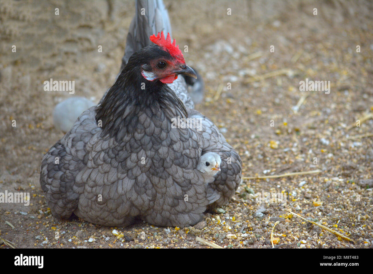 Chicken mom protection her Newborn chick chicken baby Stock Photo - Alamy