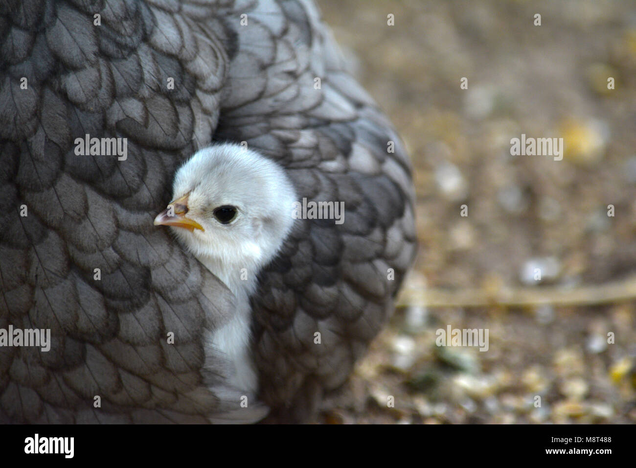 Mom and chick hi-res stock photography and images - Alamy