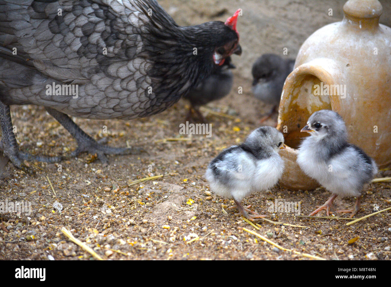 Newborn Chicken Chick, and family Chicken Stock Photo - Alamy