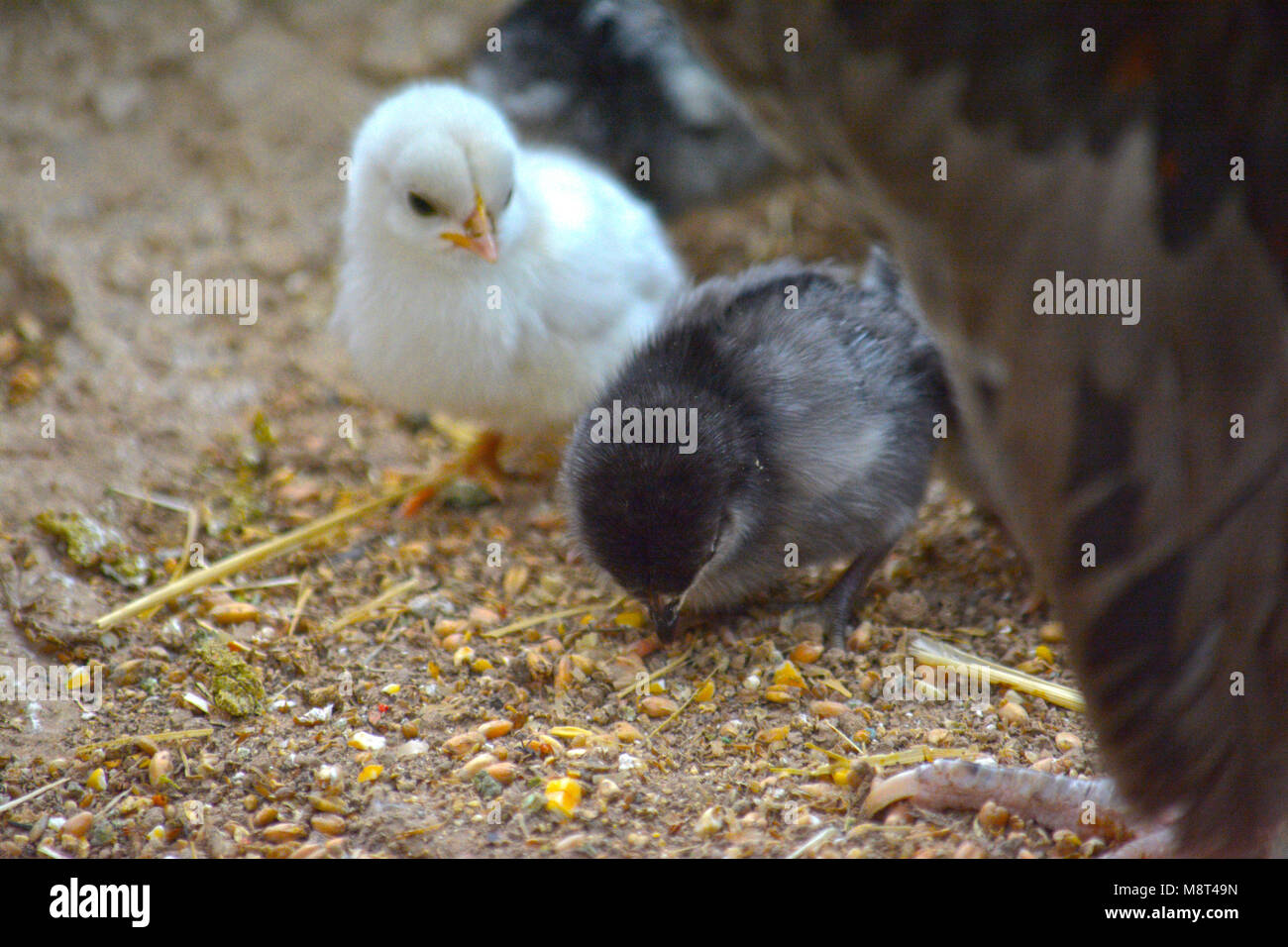 Newborn Chicken Chick, and family Chicken Stock Photo - Alamy