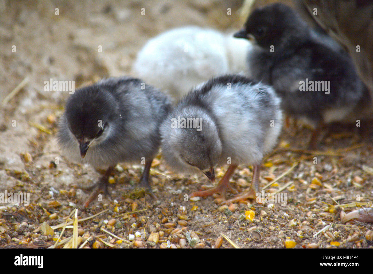 Newborn Chicken Chick, and family Chicken Stock Photo - Alamy