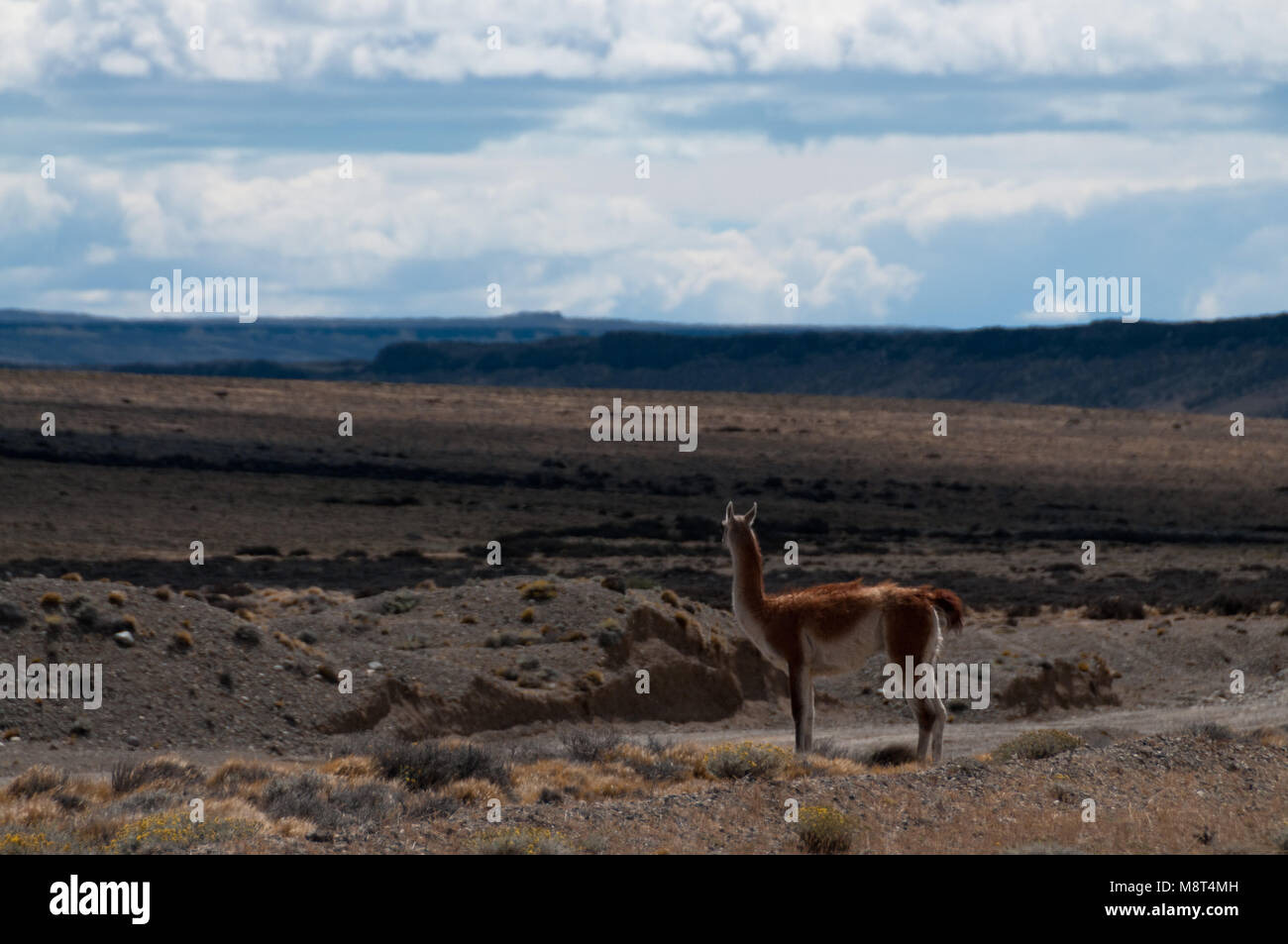 A Guanaco looking out across the patagonian desert. Patagonia ...