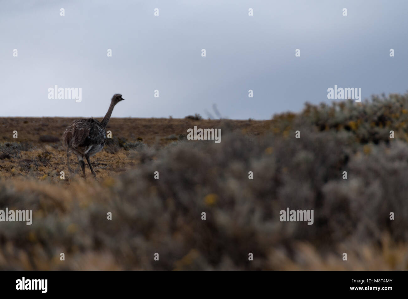 Quick Glimpse of aRhea pennata, or "Darwin's Rhea Stock Photo - Alamy