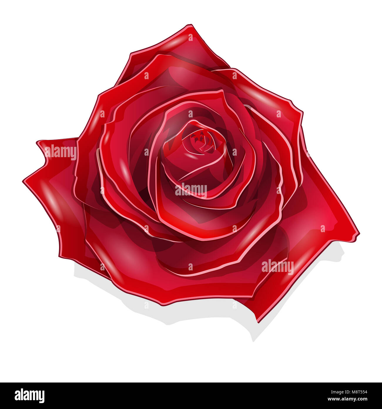 Stock Illustration Scarlet Rose on the White Background Stock Photo - Alamy