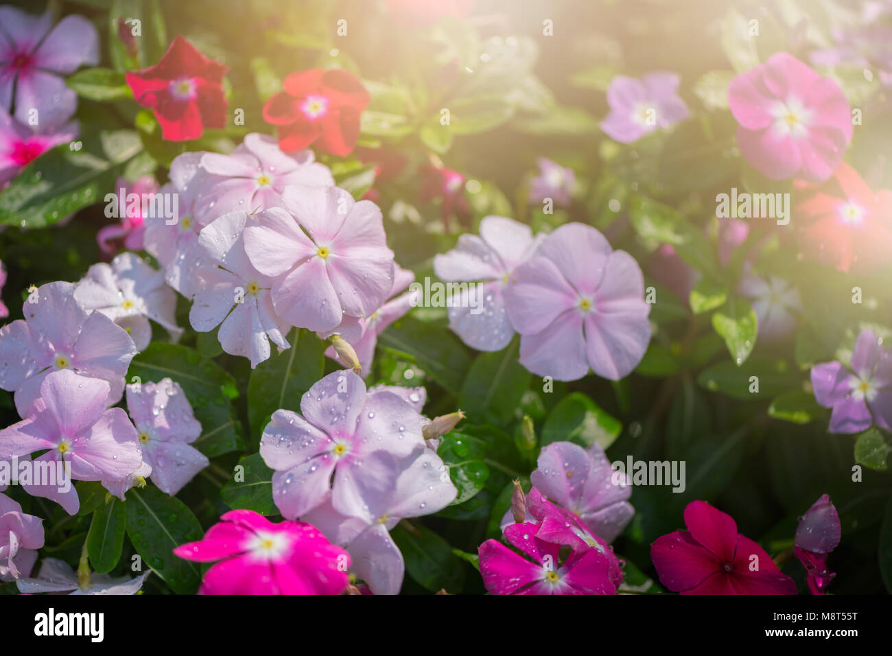 Indian periwinkle hi-res stock photography and images - Alamy