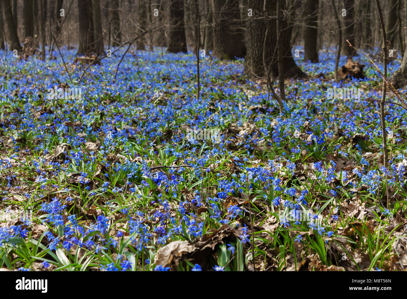 Glade of blue flowering scilla in the forest Stock Photo - Alamy